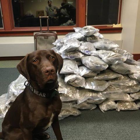 Very good dog: K-9 Bear logs eventful first year with Lancaster County ...