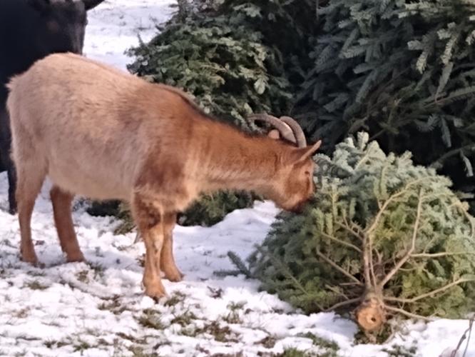 Goats enjoy a Christmas tree delicacy donated by their community | Home ...