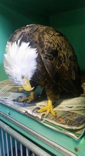 Bald eagles are dying from lead in hunting, fishing products: 'This is ...