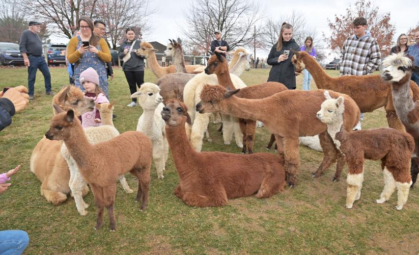 Eastland Alpacas hosts final open house of the year [photos] | Local ...