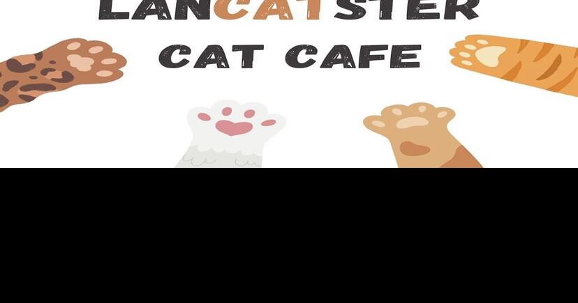 LanCATster Cat Cafe to feature coffee, cats at new Lancaster city cafe ...