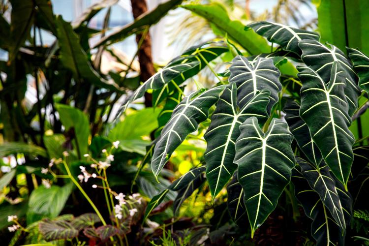 Amazon Spheres have 4,000 square feet of indoor vertical gardens and ...