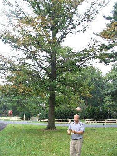 Oak killer spreading here | News | lancasteronline.com