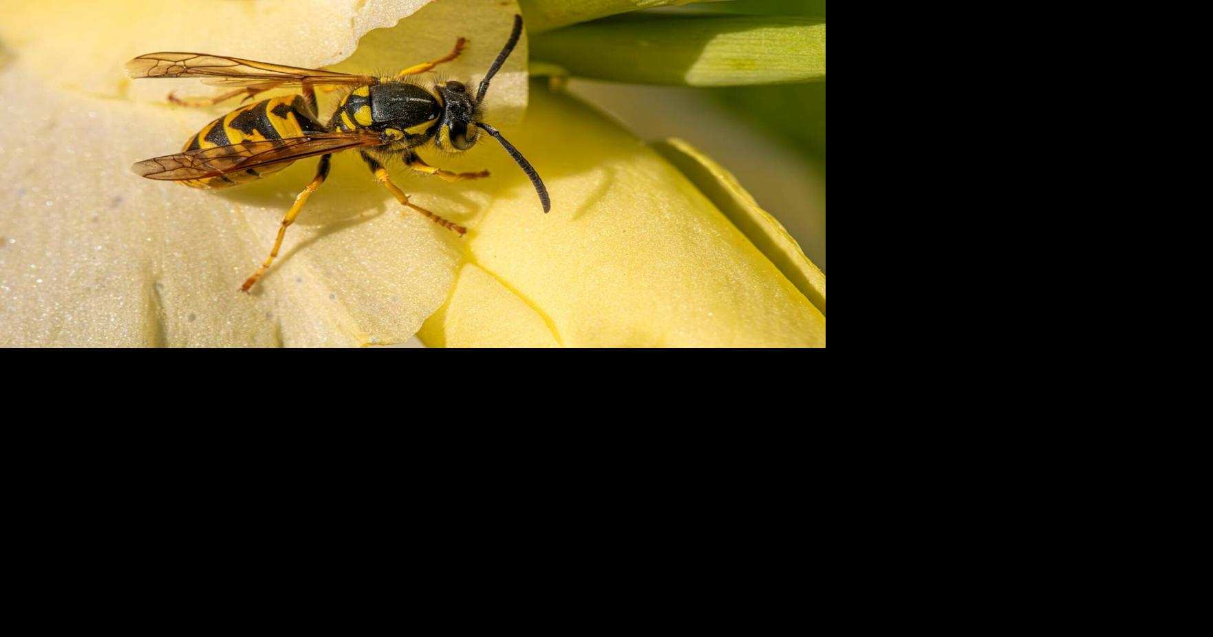 Why bees and wasps act up in autumn, and what to do about it [Master ...