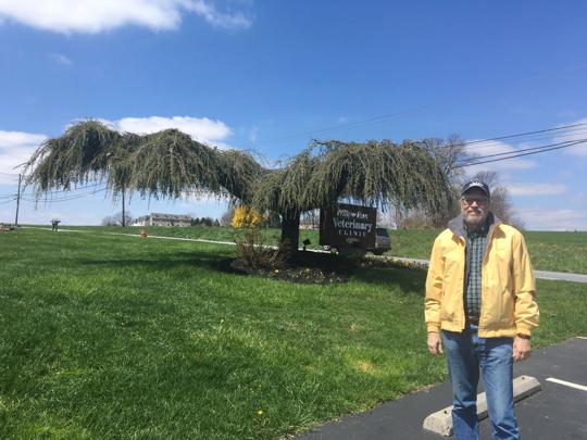 There's a huge oak tree near Willow Street; is it a champion? [photos ...