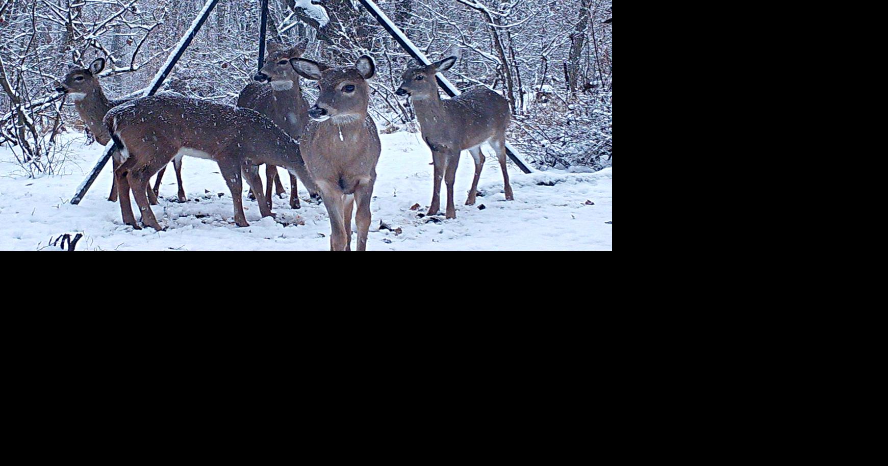 Third round of doe-tag sales begins Monday | Outdoors | lancasteronline.com