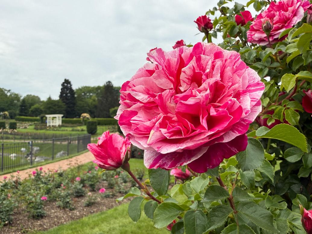 Where to find roses blooming in Lancaster and Hershey 2025 | Home ...