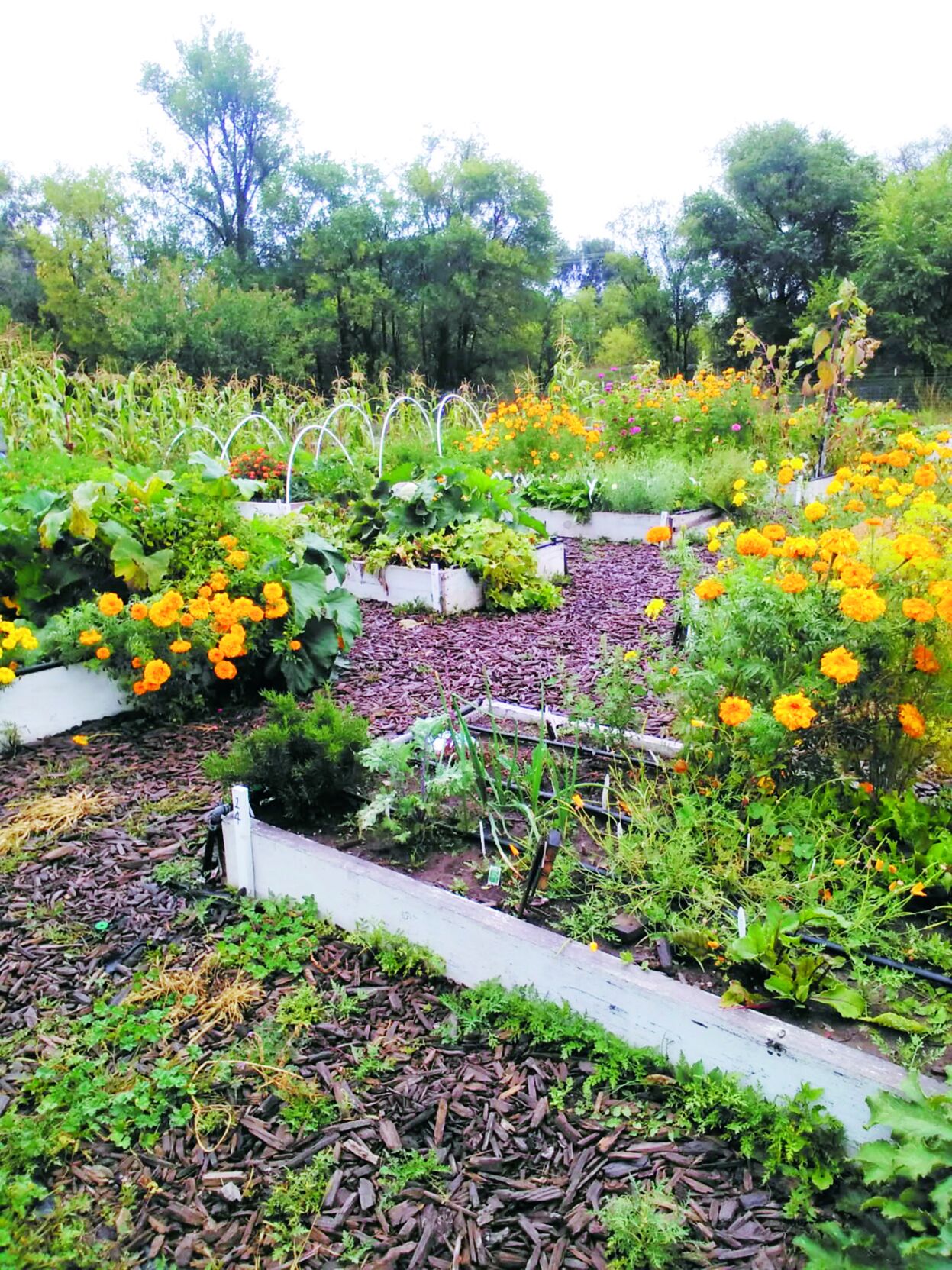 ‘Training’ farm shows people how to grow food in their own backyard ...