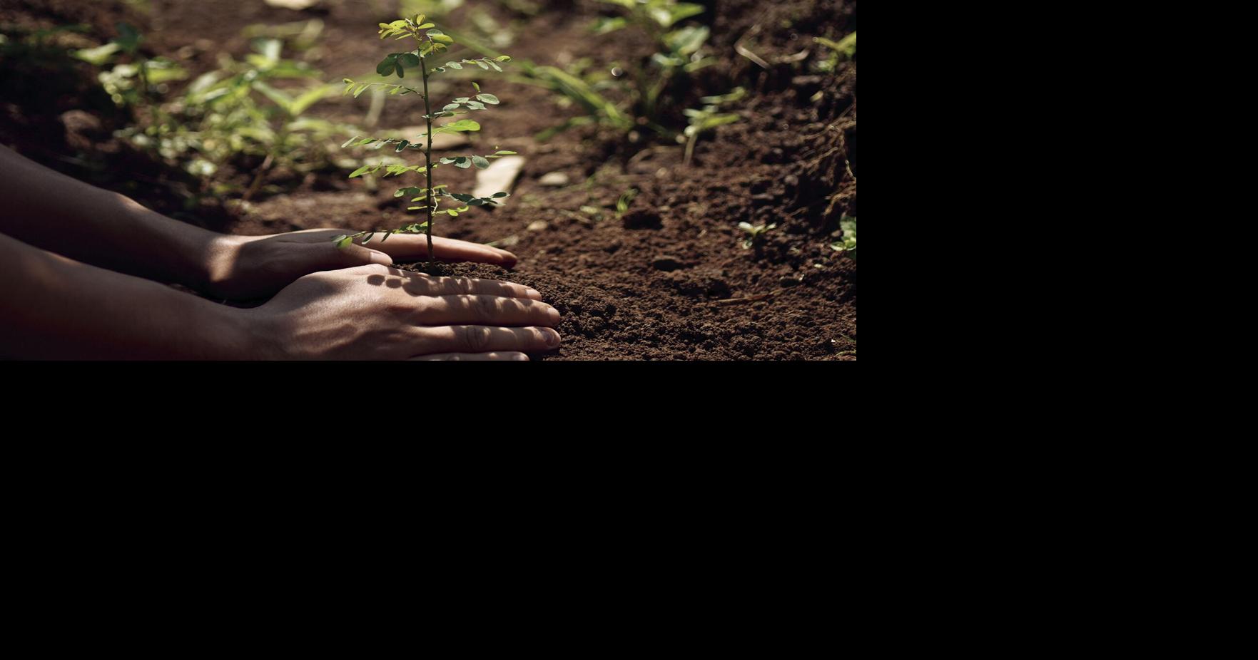 New Mexico Reforestation Center announces permanent home in Mora ...