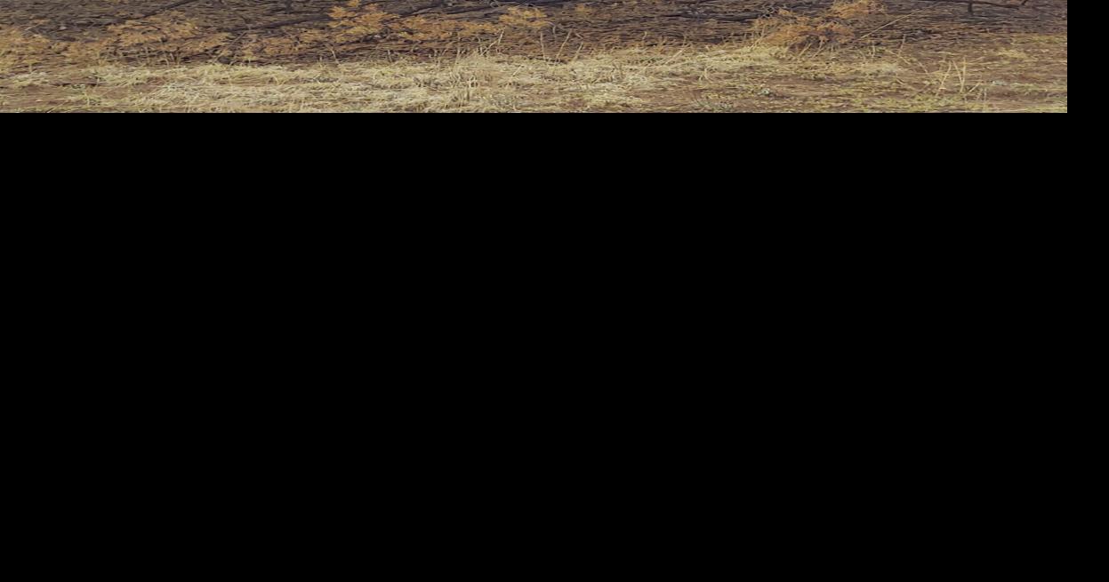 Nosotros la Gente: In Memory of a Piñon Tree | Opinion | lasvegasoptic.com