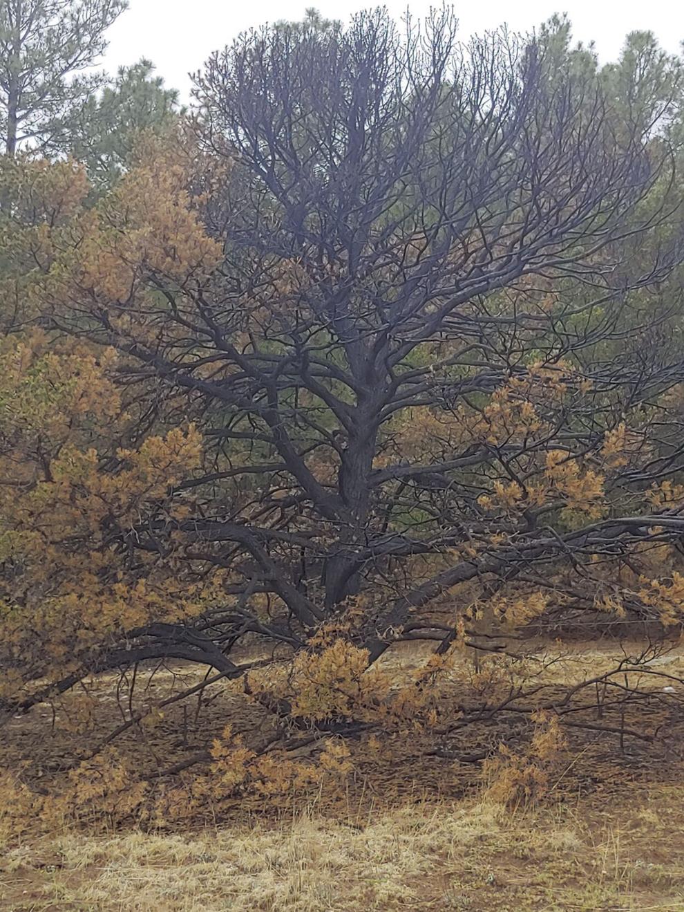 Nosotros la Gente: In Memory of a Piñon Tree | Opinion | lasvegasoptic.com
