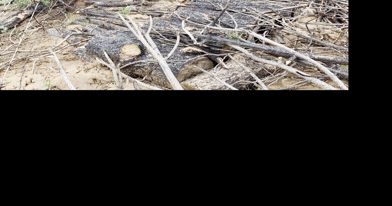 After the Fire: Uses for burned trees | Community | lasvegasoptic.com