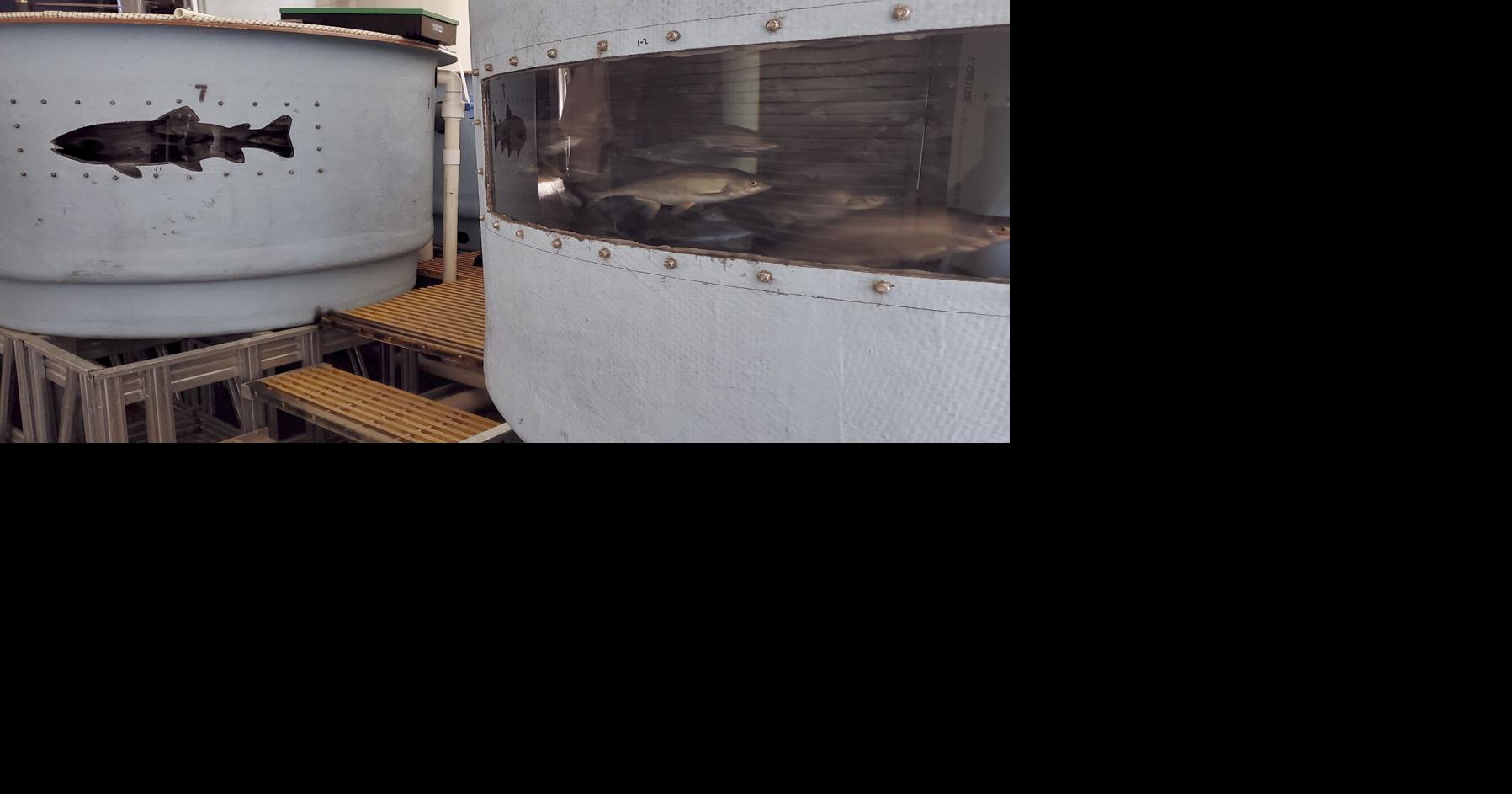 Mora National Fish Hatchery works to recover Gila trout | Local News ...