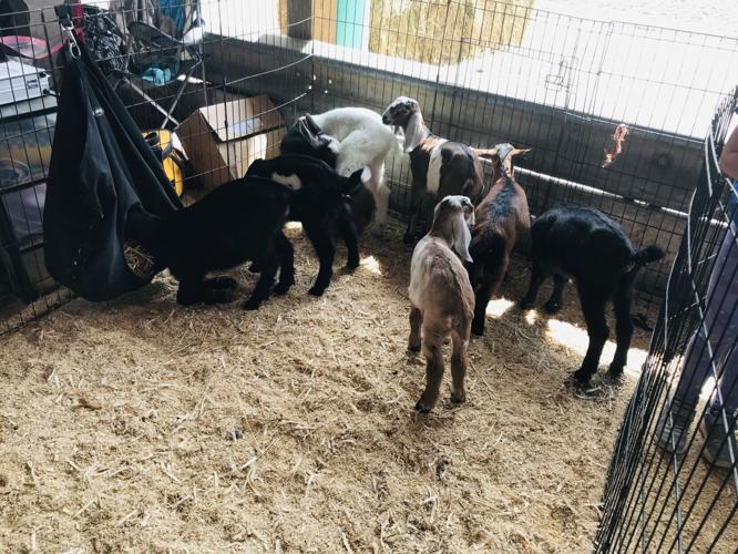 Matson Farms hosts first Agricultural Appreciation Day | Local News ...