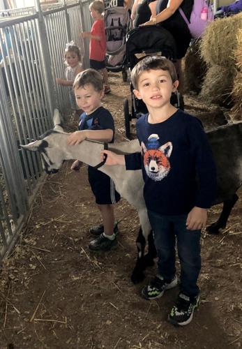 Friendly goats greet Westmoreland Fair visitors | Local News ...