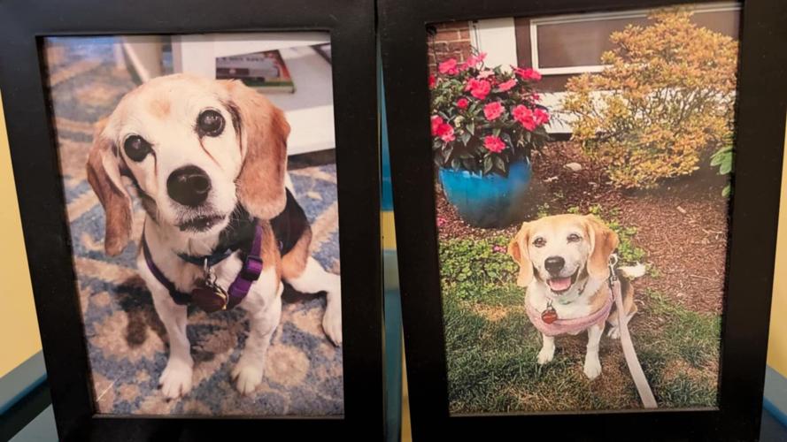 Area pet parents stunned over treatment of their deceased pets | Local ...