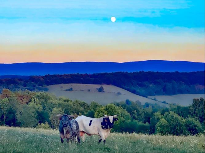 New beginning at Mountain Sky Farm | Local News | latrobebulletinnews.com