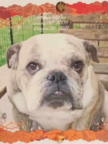 Area pet parents stunned over treatment of their deceased pets | Local ...