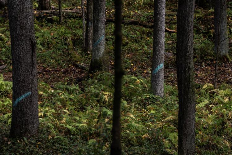 Roadless Rule repeal won’t affect Allegheny National Forest, Forest ...