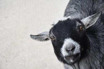 Beloved goat is inspiration for founding of Patrick’s Friends for lost ...