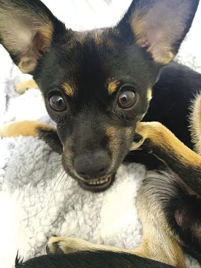 Hints From Heloise | Lifestyles | latrobebulletinnews.com