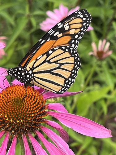 Penguin Court posts Pollinator Photo Challenge results | Lifestyles ...