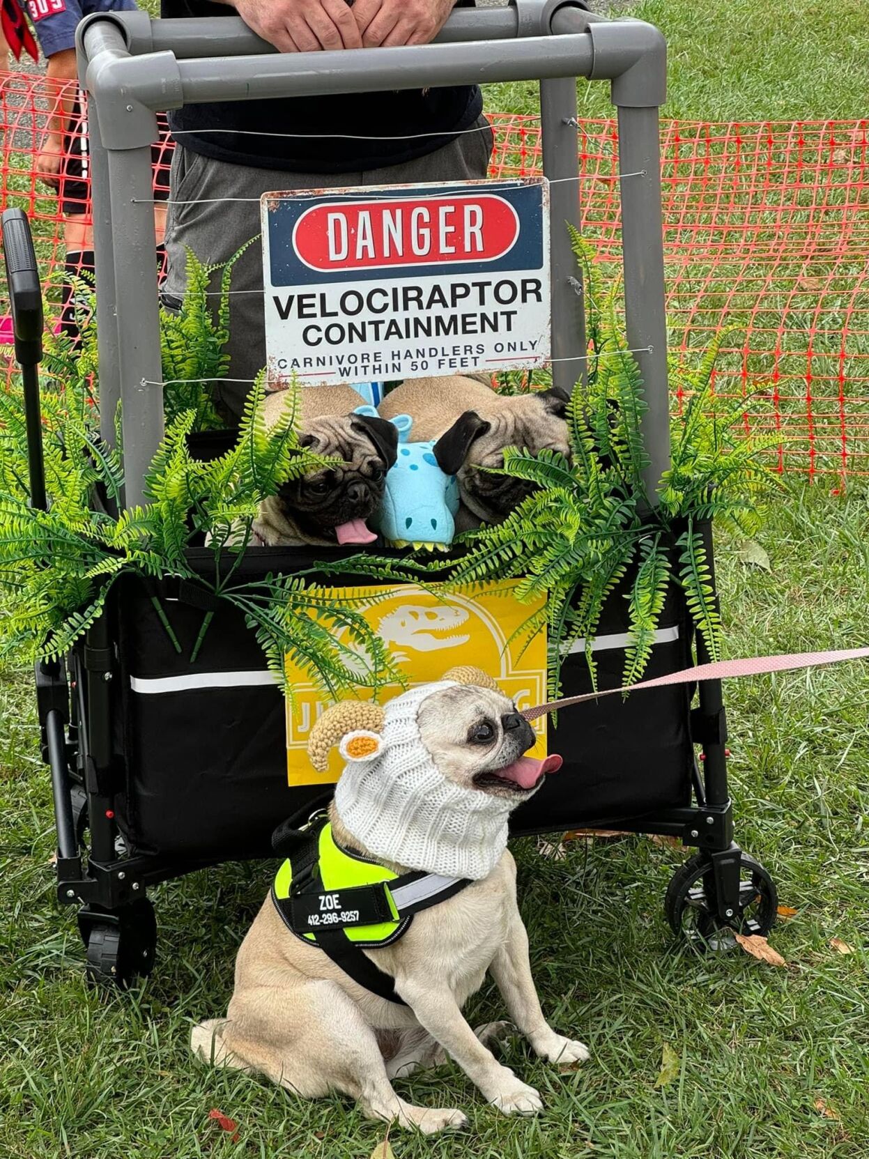 Pug Fest was great success for rescue | Local News ...