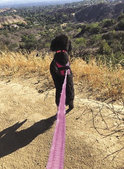 Hints From Heloise | Lifestyles | latrobebulletinnews.com