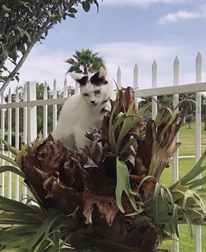 Hints From Heloise | Lifestyles | latrobebulletinnews.com