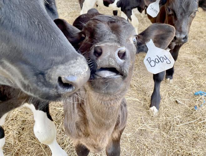 Matson Farms celebrating Agriculture Appreciation Day | Local News ...