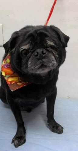 Area pet parents stunned over treatment of their deceased pets | Local ...