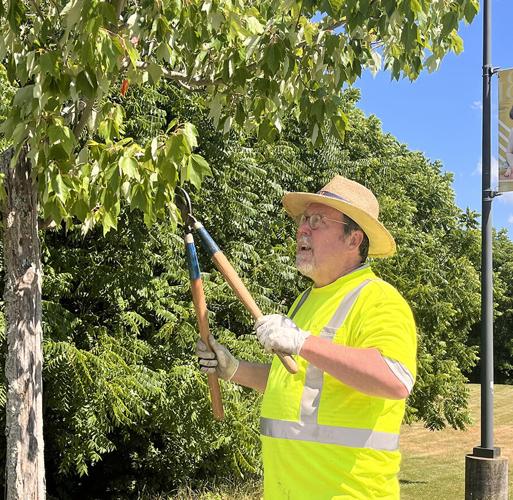 Professor tends to red maple trees along St. Vincent College’s driveway ...