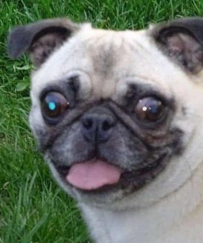 Area pet parents stunned over treatment of their deceased pets | Local ...