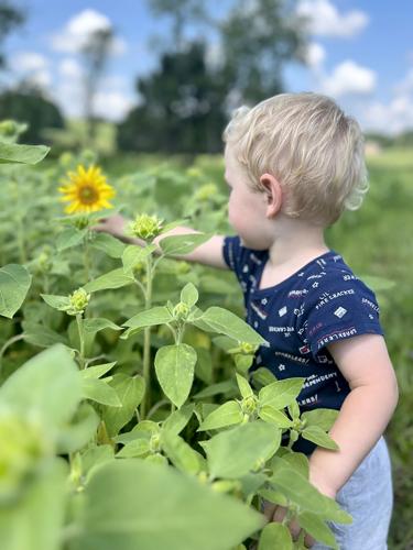 Sunflower memories turn into family venture | Local News ...