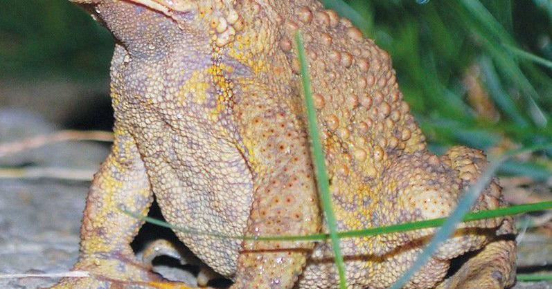 Road toad? | Local News | latrobebulletinnews.com