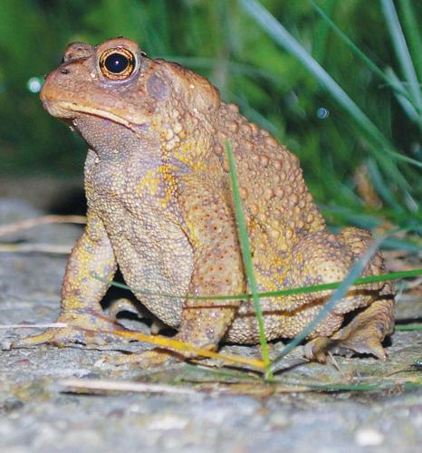 Road toad? | Local News | latrobebulletinnews.com