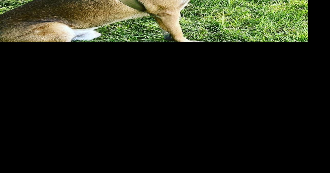 Derry Borough closes investigation into incident involving K-9 | Local ...