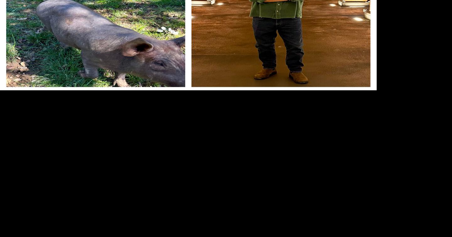 The romance of a pig farm | Lifestyles | leader-call.com