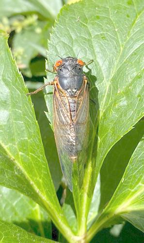 Song of the cicadas Emergence brings buzz ‘unlike any in nature’ | Free ...