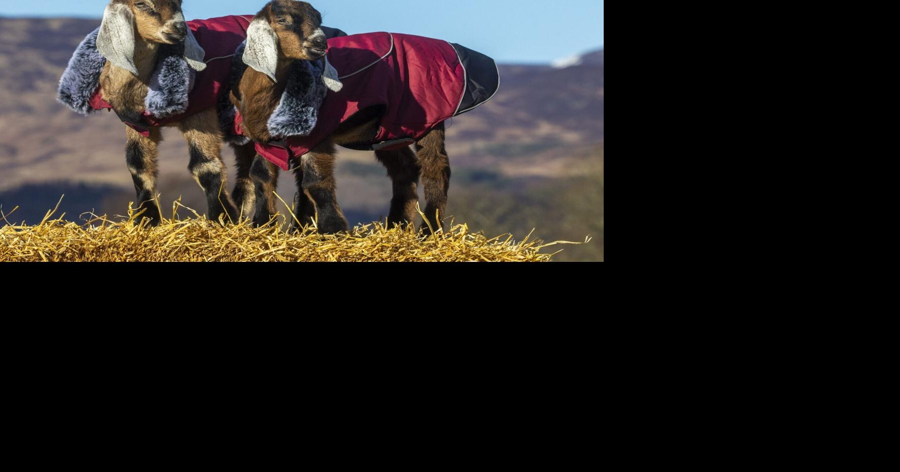 Baby goats wear coats to keep warm | National | leader-call.com