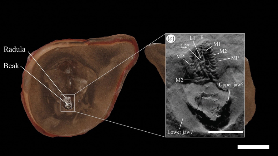 Ancient ‘octopus’ fossil is actually a different species | National ...