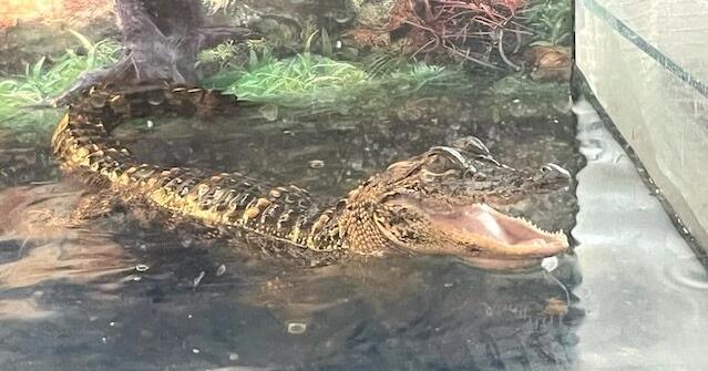 LATER, GATOR | Free News | leader-call.com