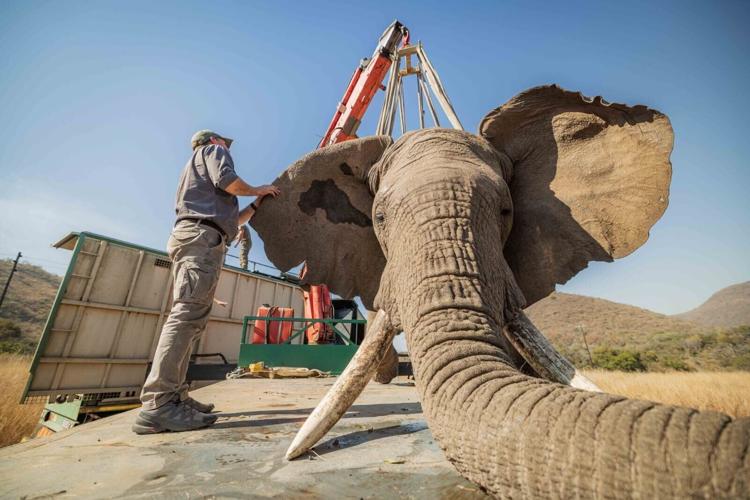 Sedated elephant upside down during relocation to wild | National ...