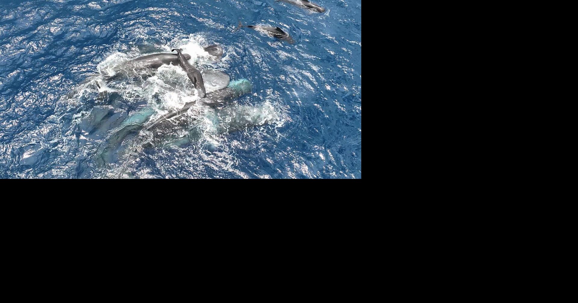 New research finds giving birth is a family affair for whales ...