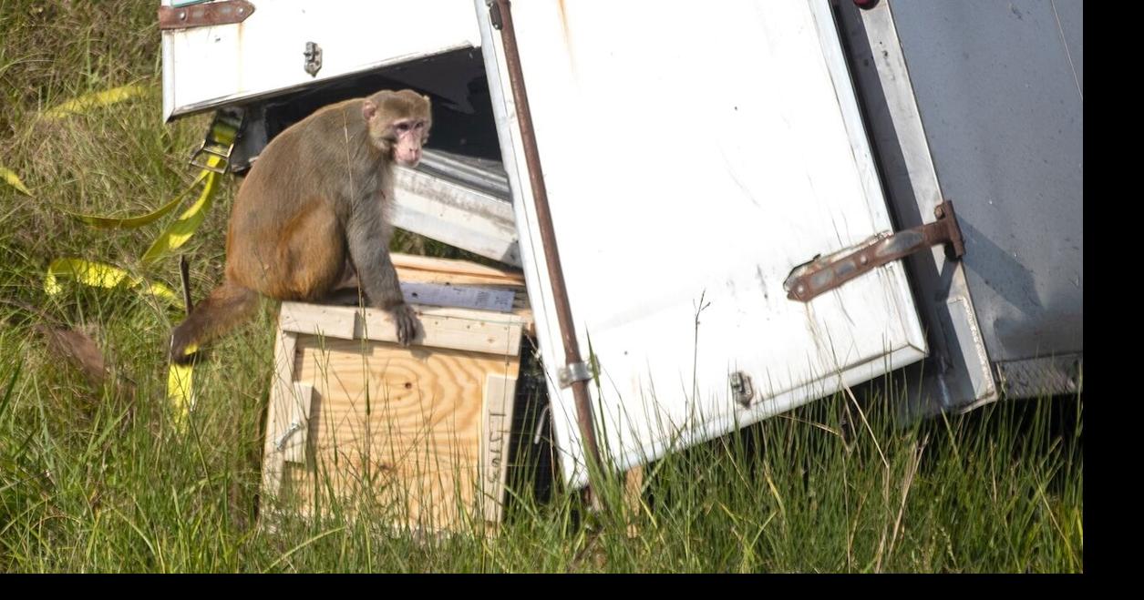 MONKEY OUTBREAK ON I-59 | News | leader-call.com