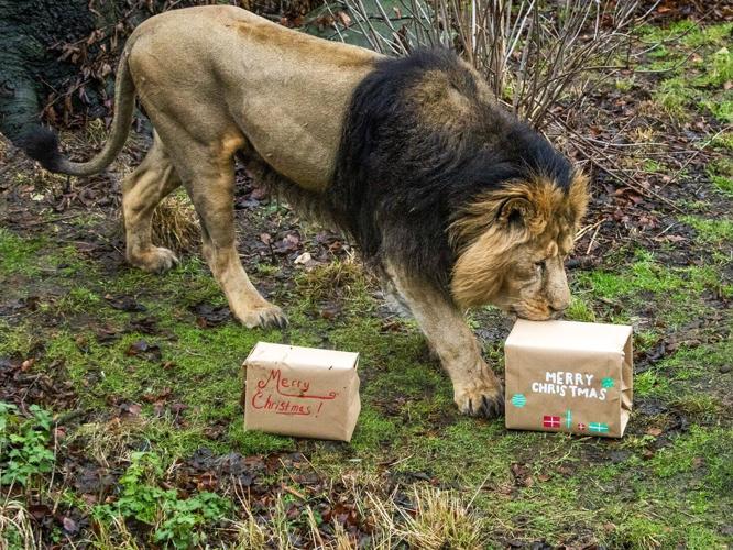 Lion spotted enjoying Christmas gifts | National | leader-call.com
