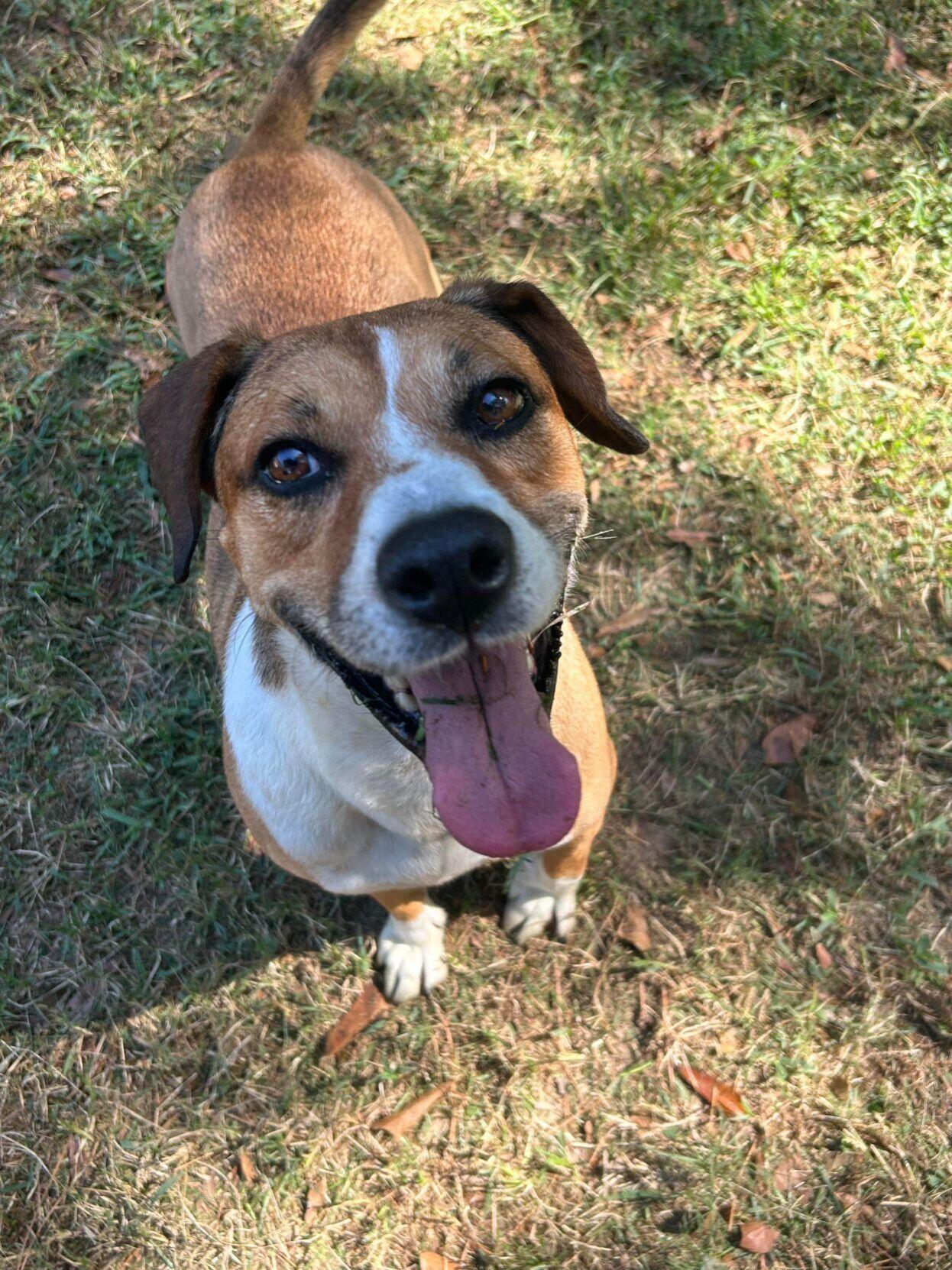 Pet of the Week: Meet Lizzie | Free News | leader-call.com