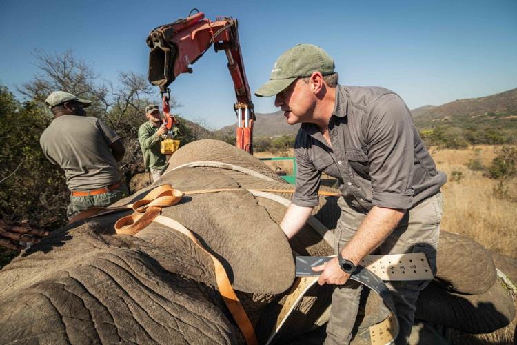Sedated elephant upside down during relocation to wild | National ...
