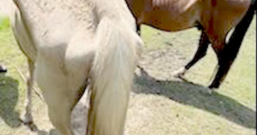 Neglected horses rescued, neigh arrests so far | Free News | leader ...