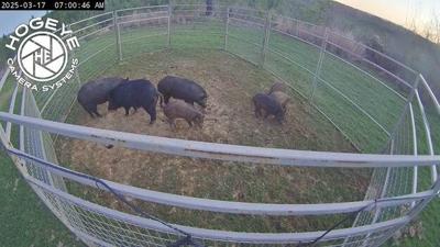 Applications for wild-hog program to be accepted starting Thursday ...